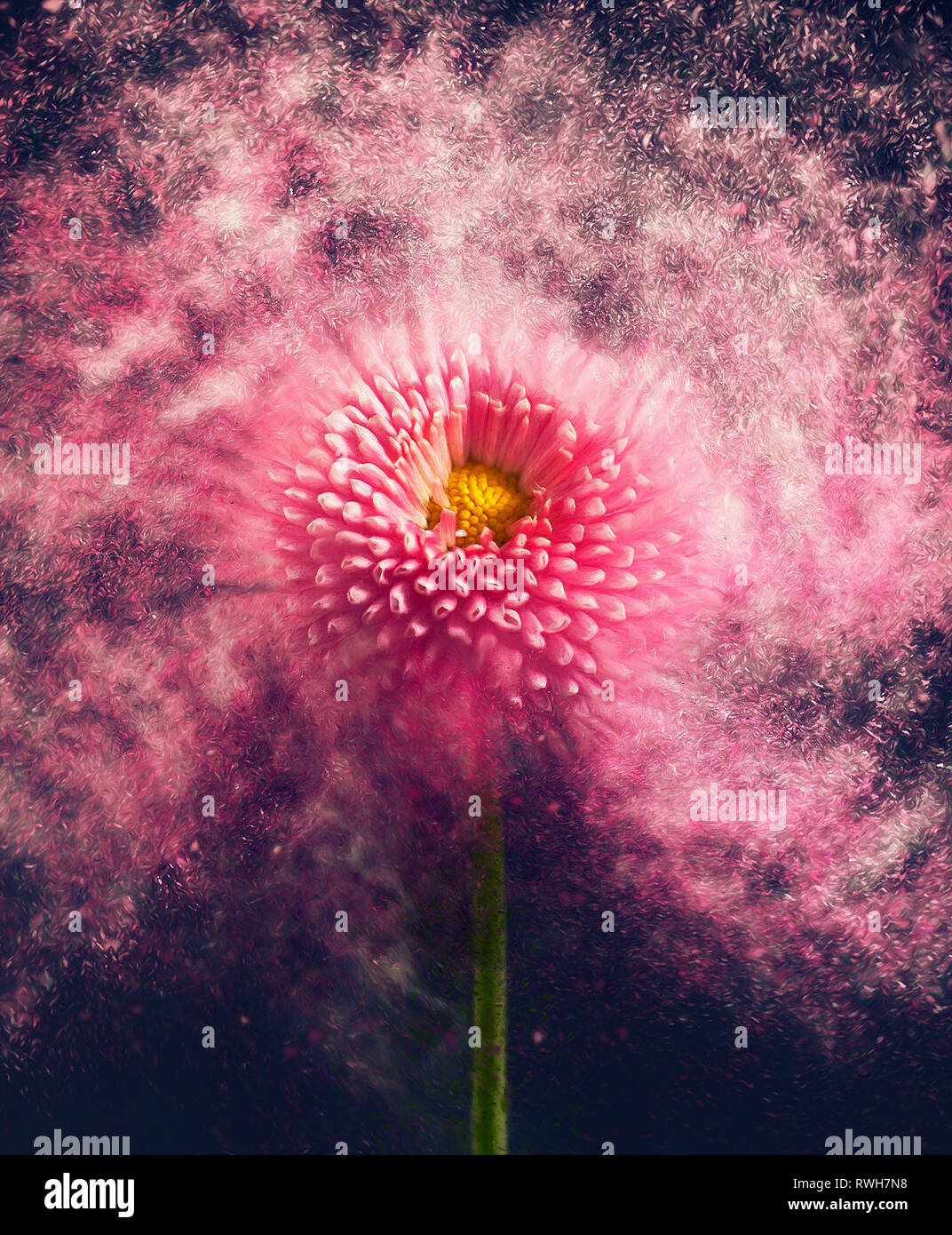 Flower - exploding - digital painting Stock Photo - Alamy