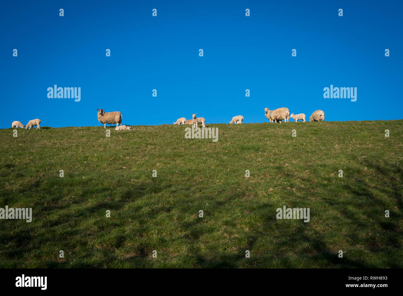 Sheep in a sunny Cornish field Stock Photo - Alamy
