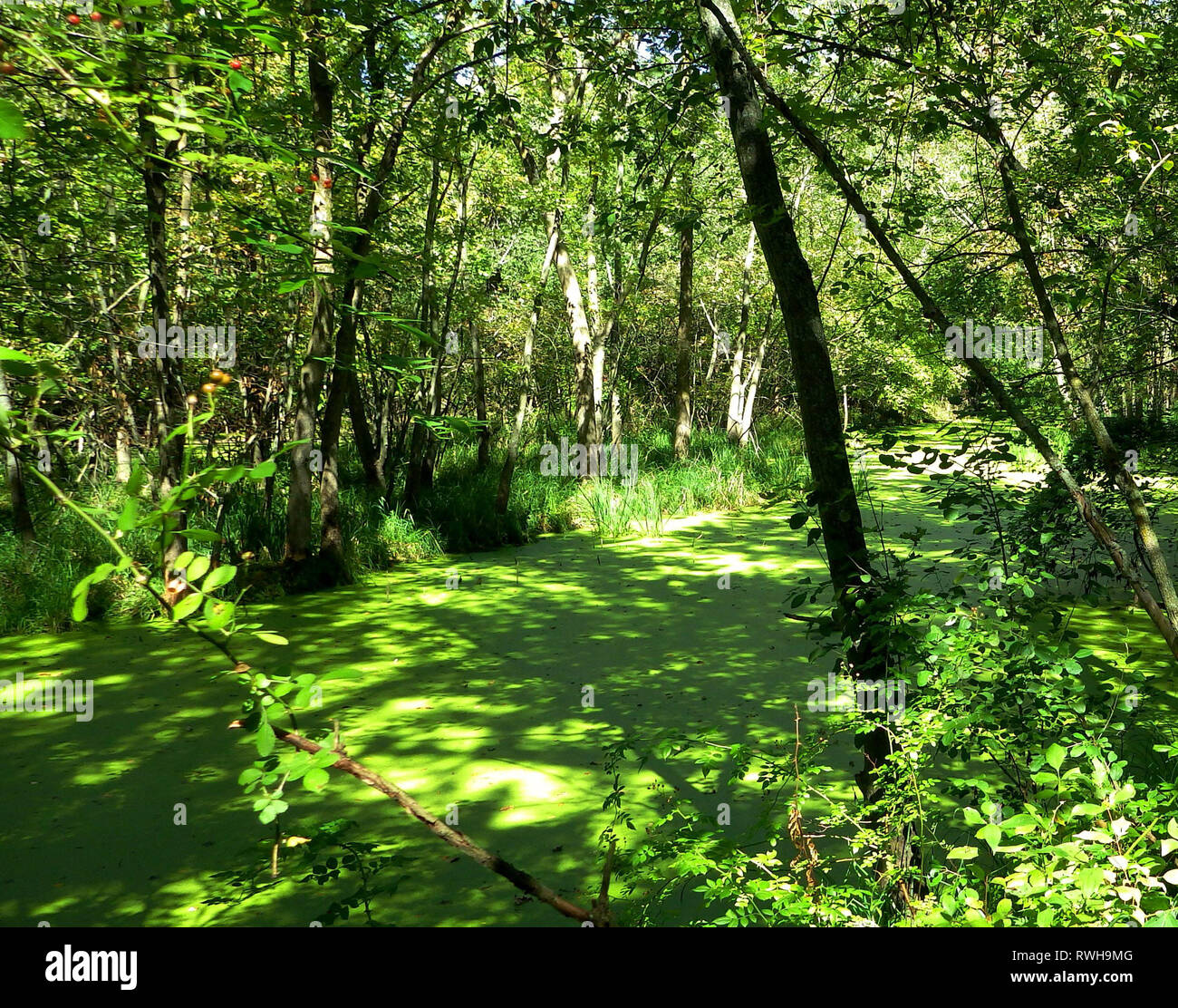 Green swamp hi-res stock photography and images - Alamy