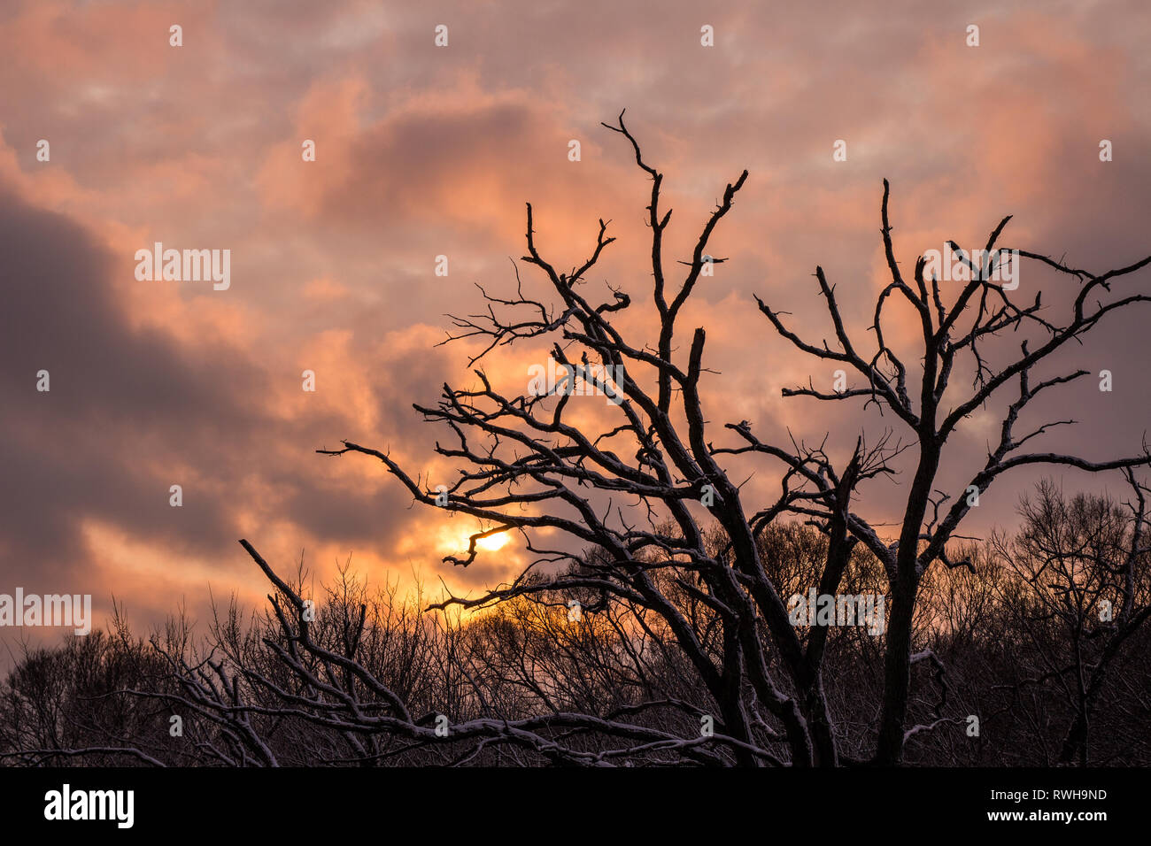 Dead tree sunset hi-res stock photography and images - Alamy