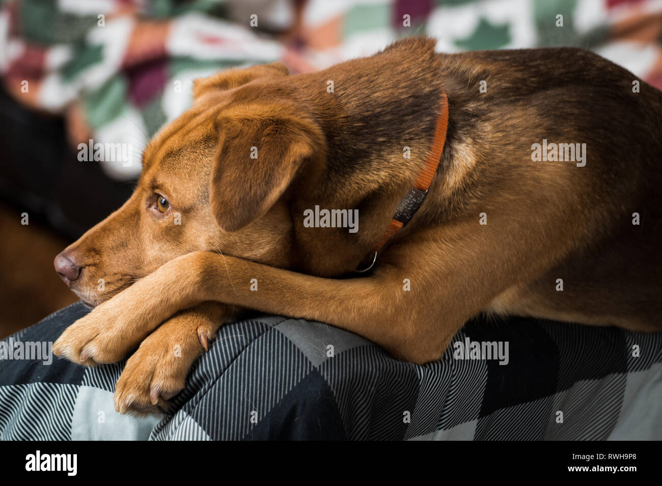 cute brown dog Stock Photo - Alamy