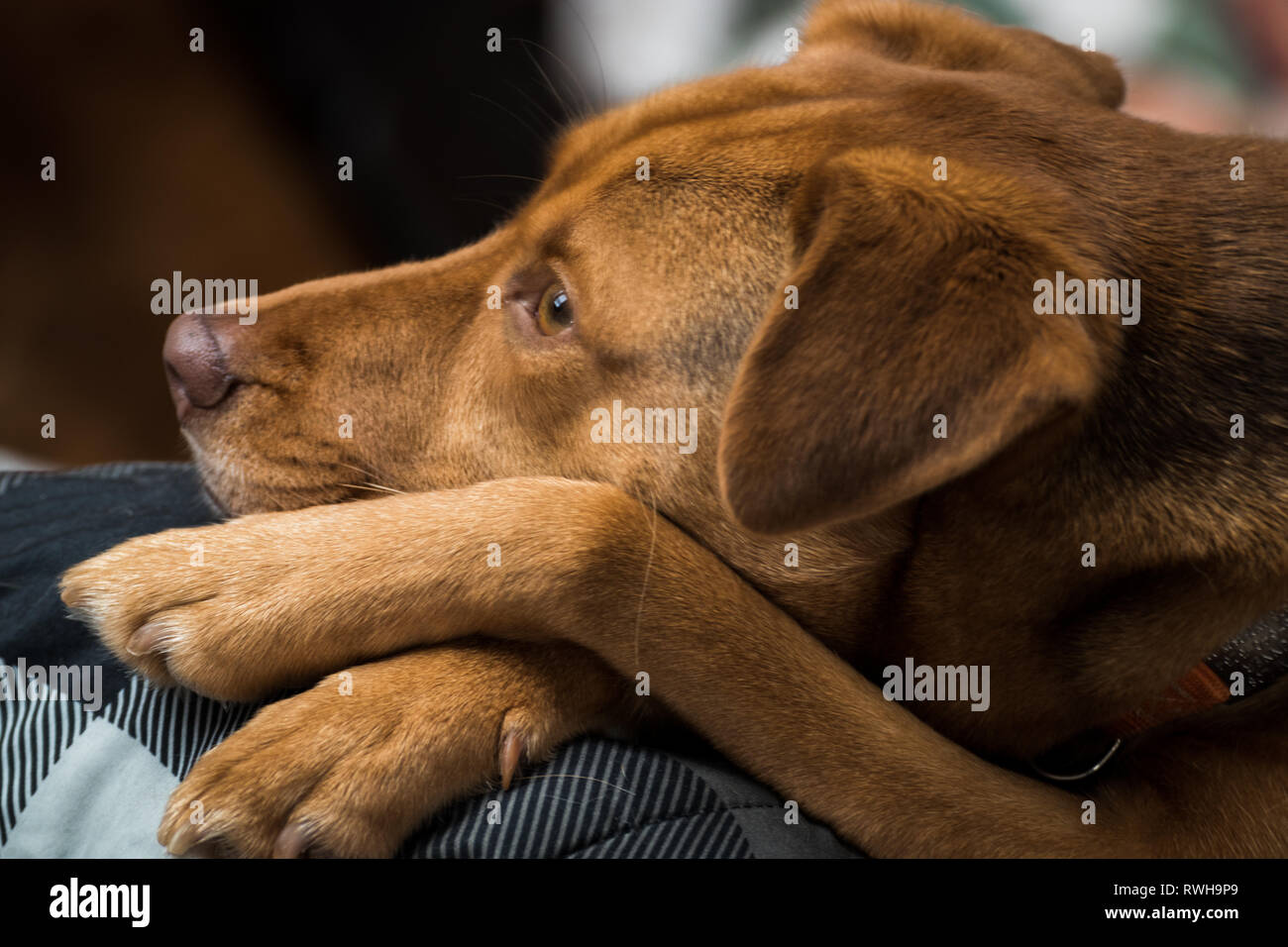 cute brown dog Stock Photo - Alamy