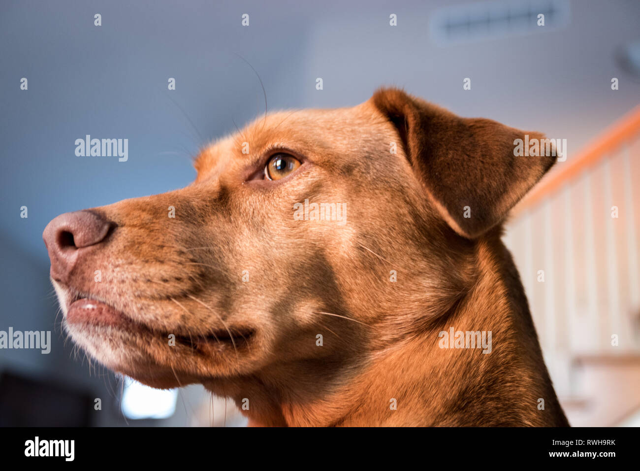 cute brown dog Stock Photo - Alamy