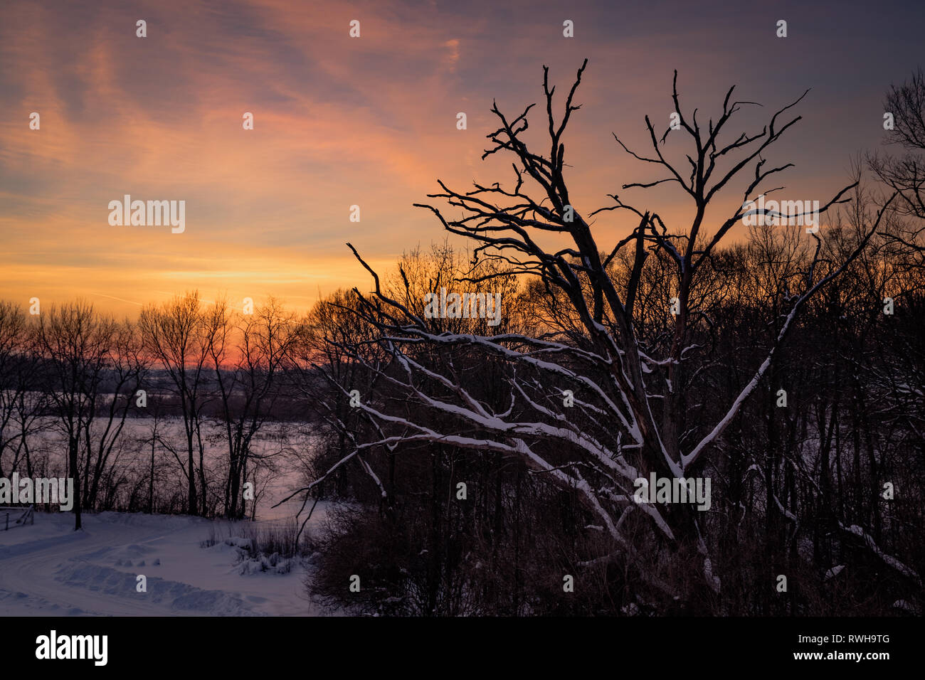 snowy tree sunset Stock Photo - Alamy
