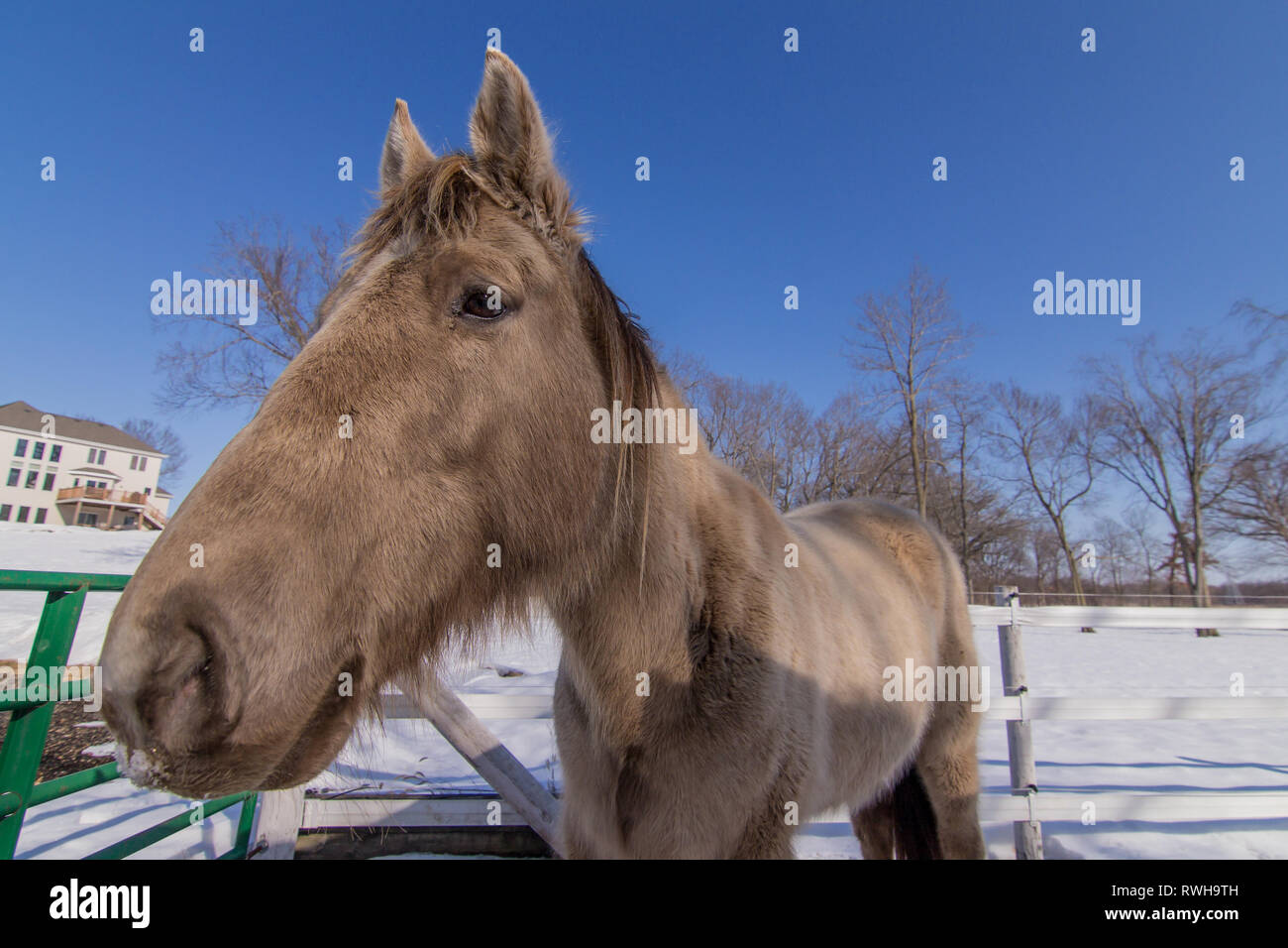 Dry lot paddock hi-res stock photography and images - Alamy