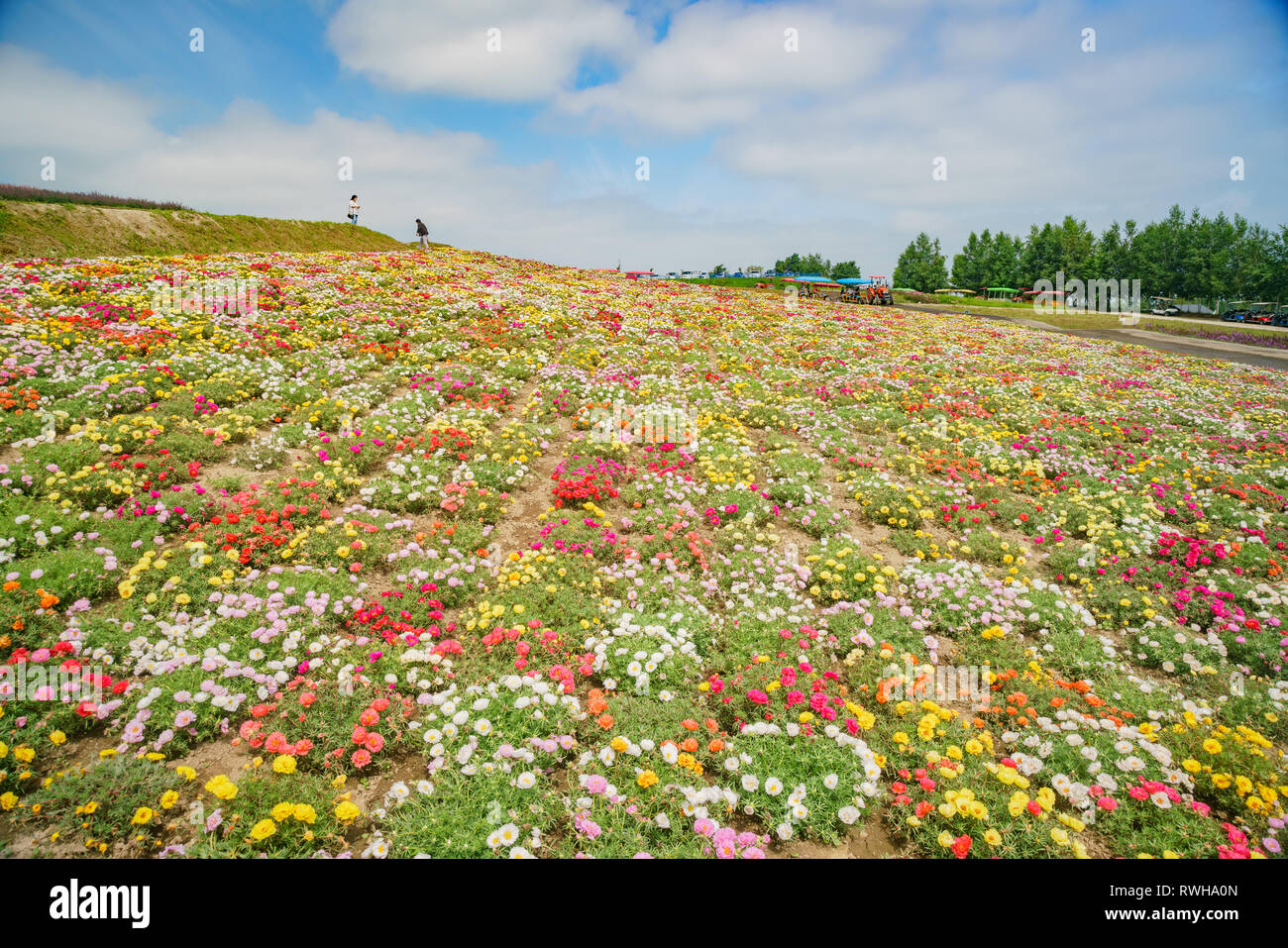 The famous and beautiful Panoramic Flower Gardens Shikisai-no-oka at ...