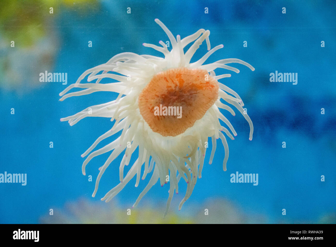 Colorful sea anemone hi-res stock photography and images - Alamy