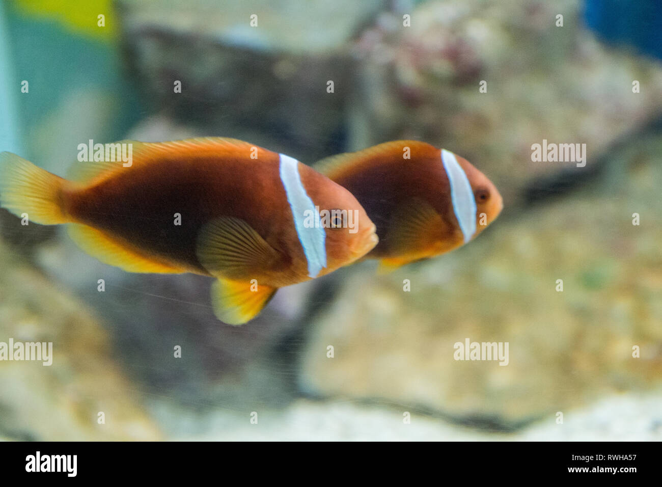 Clown fish swimming hi-res stock photography and images - Alamy