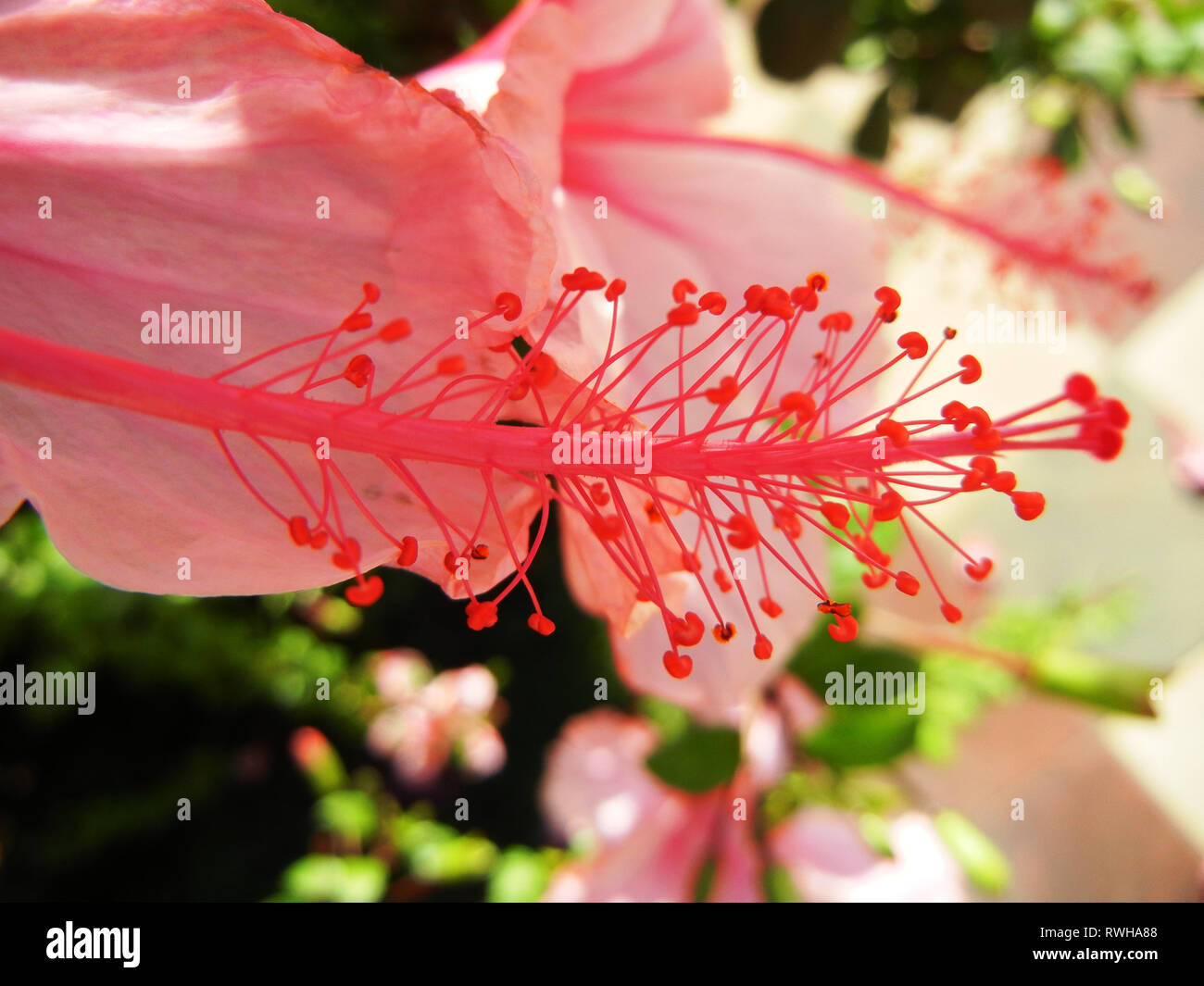 tropical vibrant flower Stock Photo - Alamy