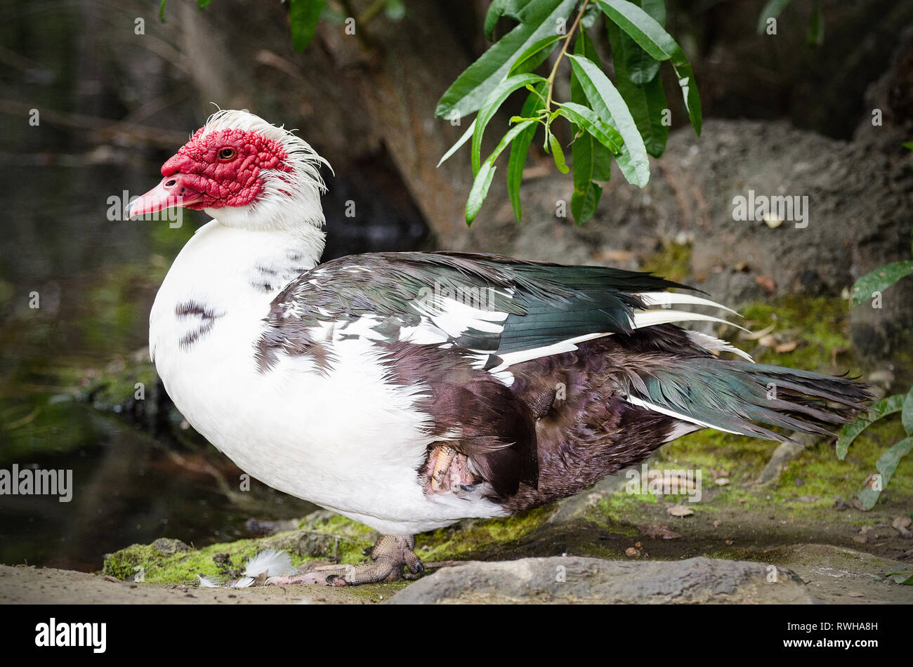 White duck red face hi-res stock photography and images - Alamy