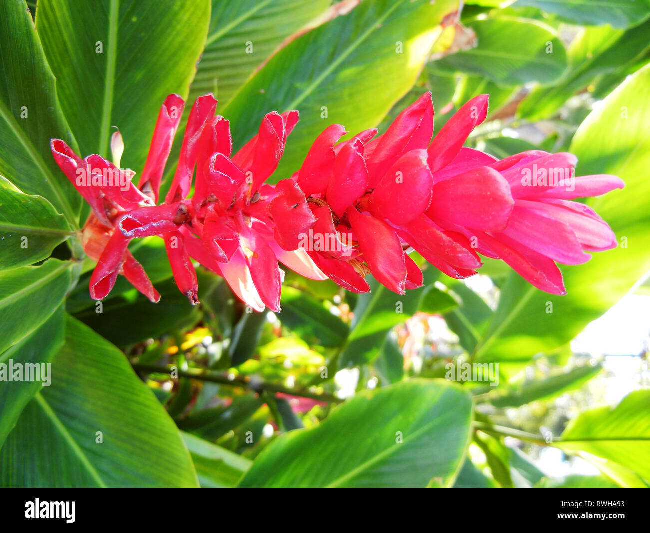 tropical vibrant flower Stock Photo - Alamy