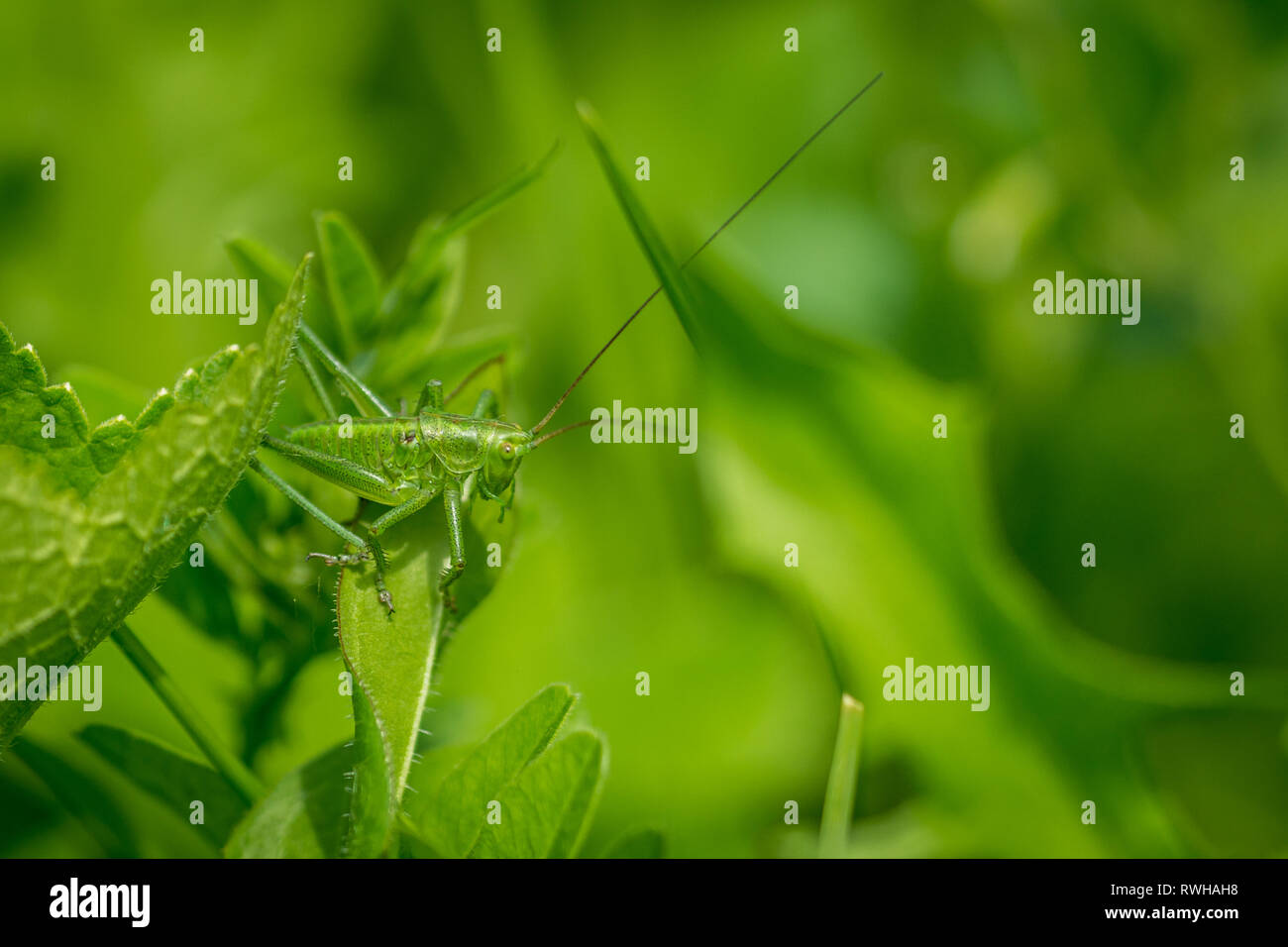 Ensifera hi-res stock photography and images - Alamy