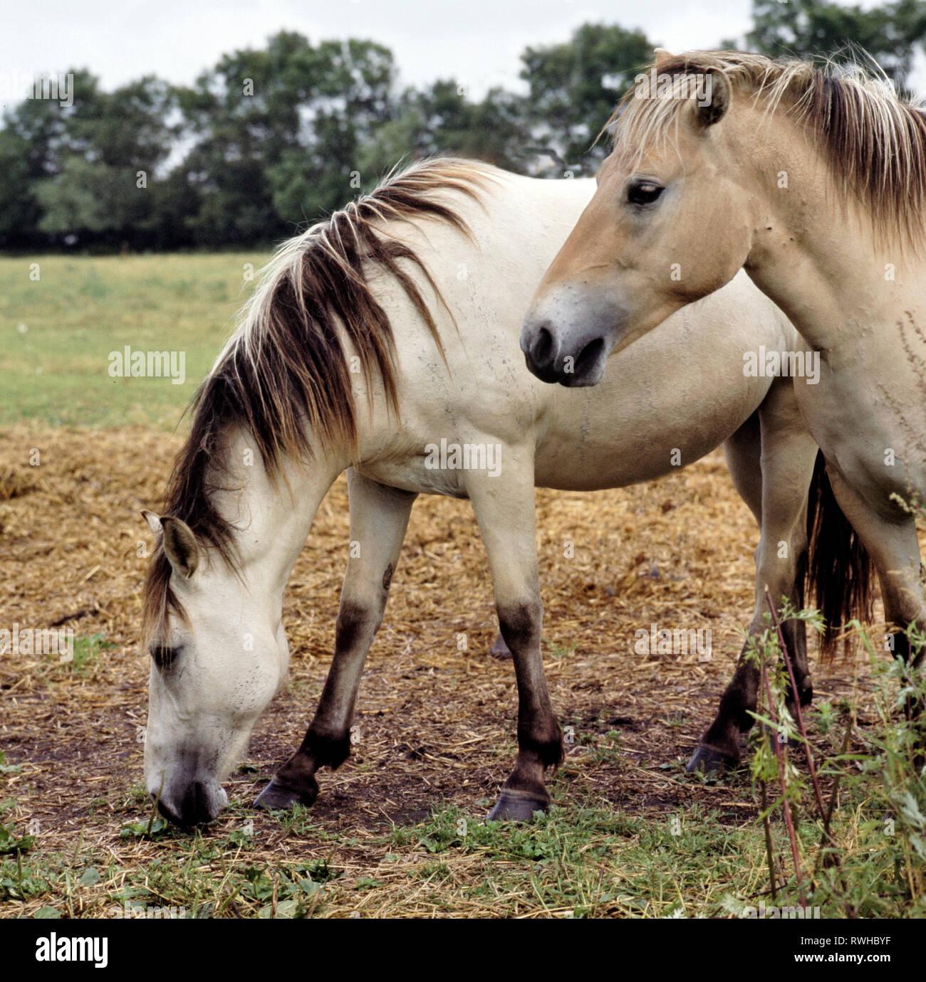Two colored horses hi-res stock photography and images - Alamy
