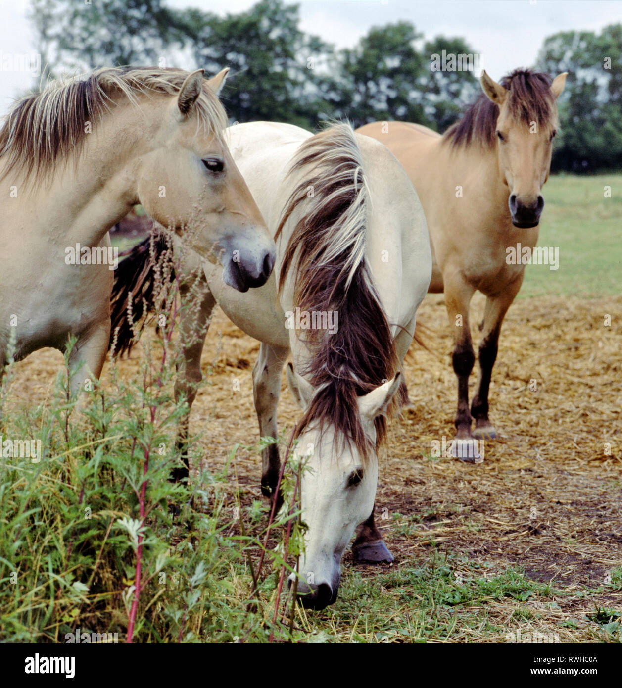 Three horses together hi-res stock photography and images - Alamy