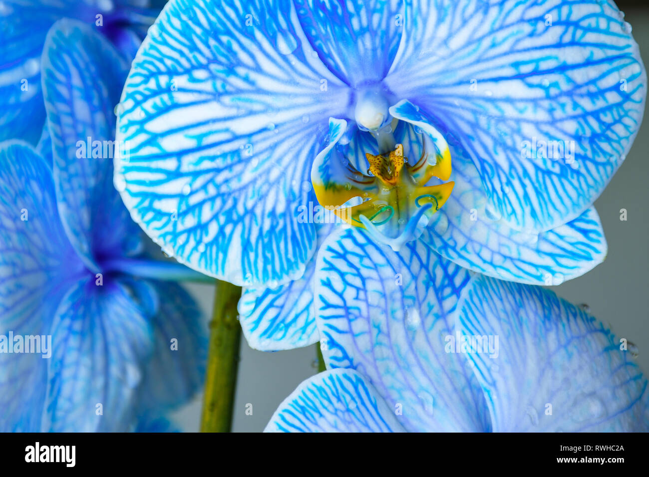 Beautiful blue colored orchid flower with nice blue veins pattern and ...