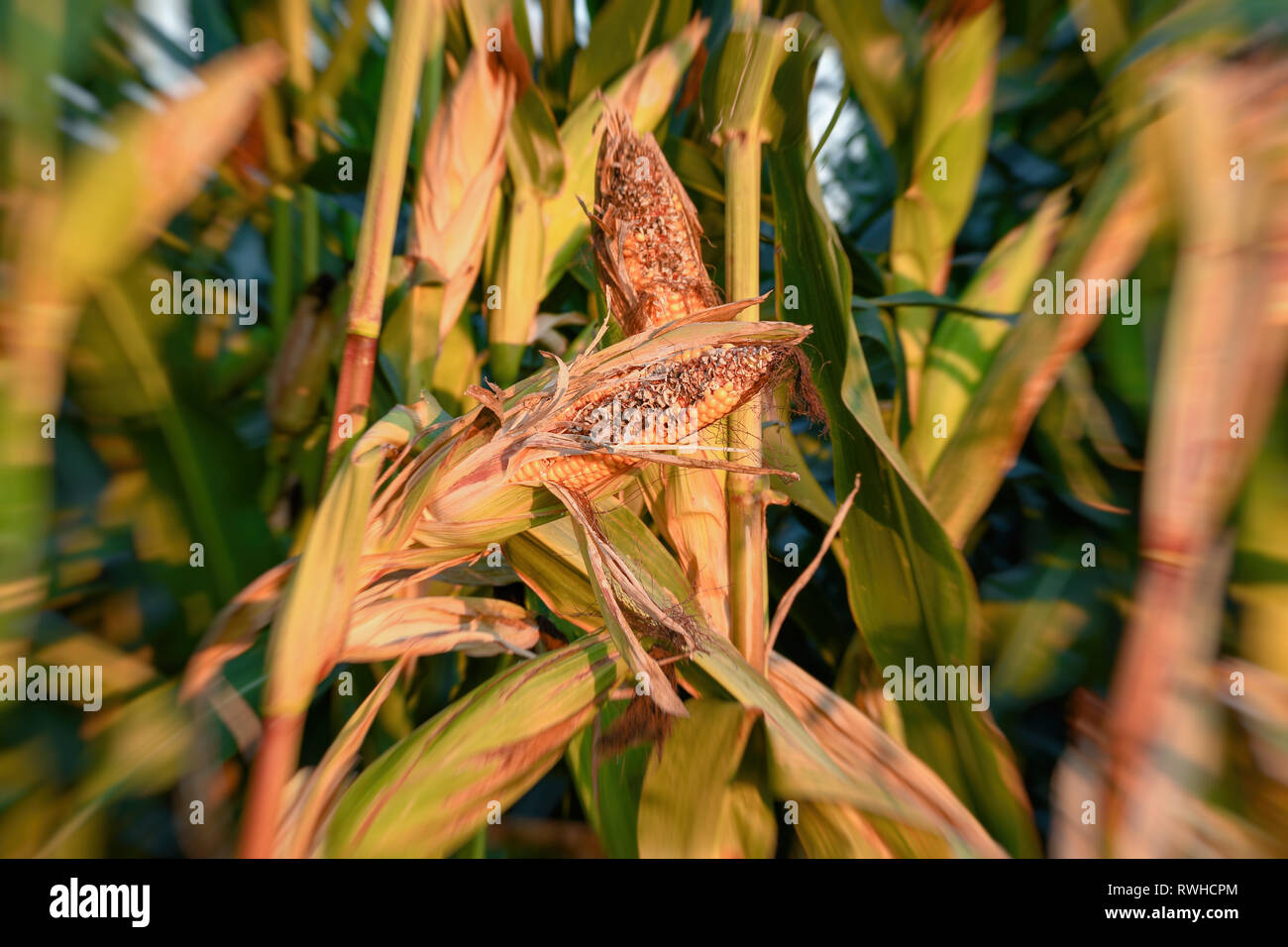 Dried lifeless dead corn cob on a corn field burned by the hot sun and ...