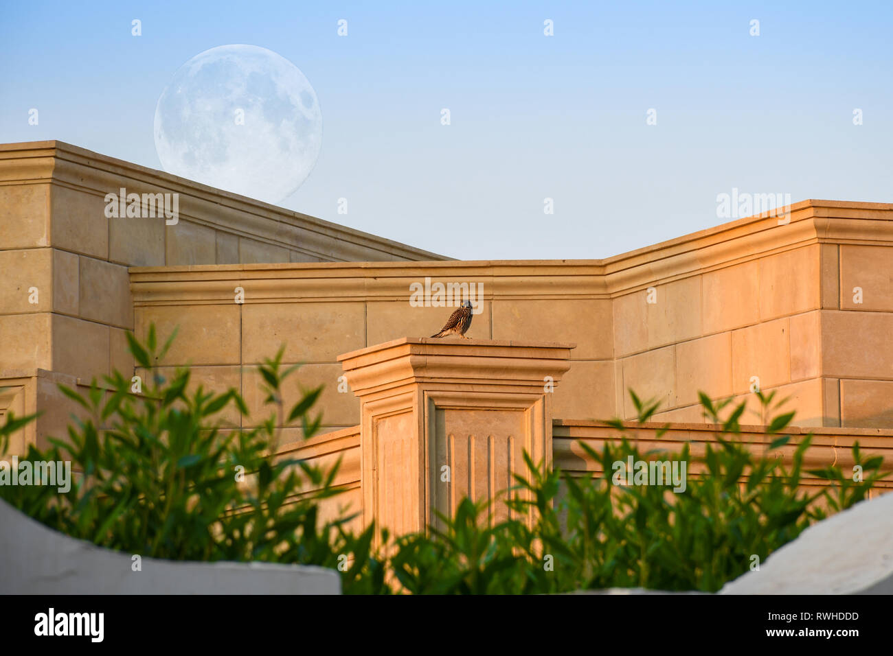 Rising eagle hi-res stock photography and images - Alamy