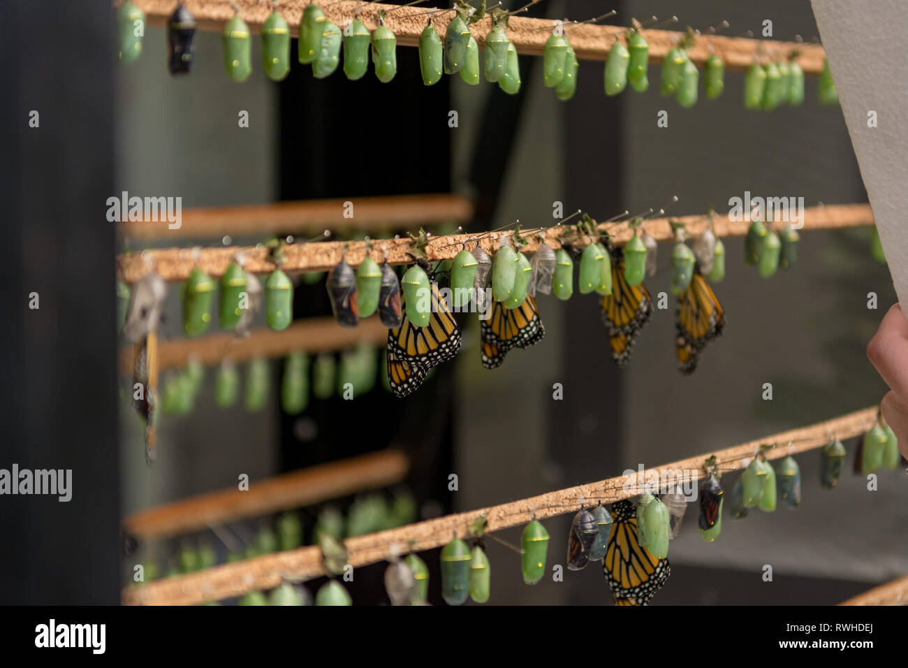 Monarch butterfly with cocoons hi-res stock photography and images - Alamy