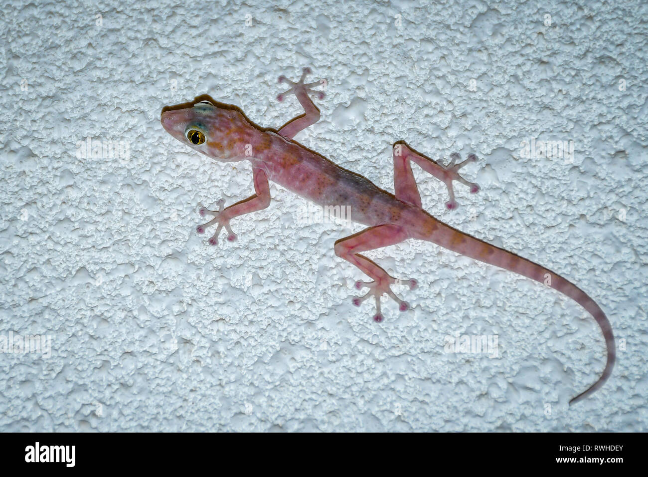 Colorful gecko with big eyes climbing and hunting flies on white wall ...