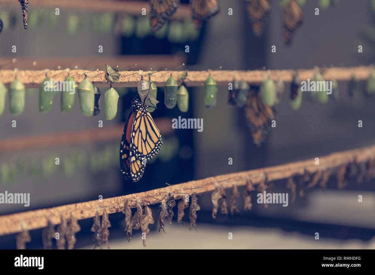 Monarch butterfly with cocoons hi-res stock photography and images - Alamy