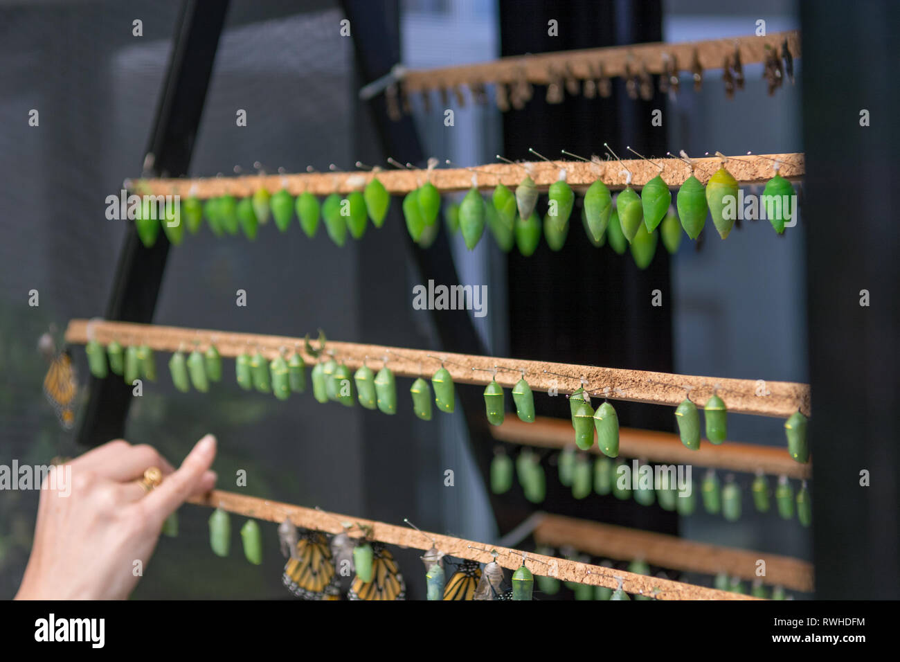 Many butterfly cocoons in diferent stages of development Stock Photo ...