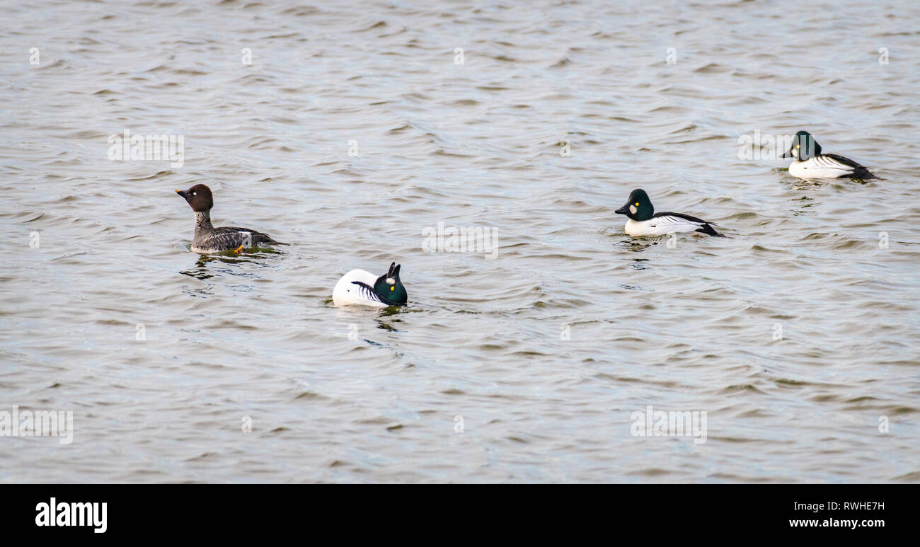 Goldeneye display hi-res stock photography and images - Alamy