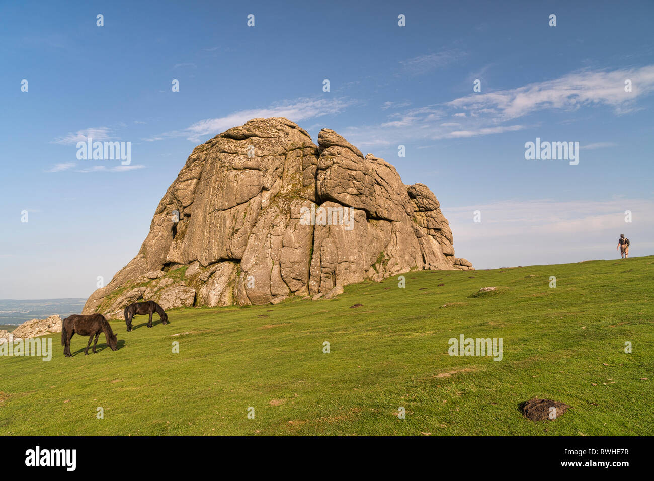 Dartmoor ponies grazing next to Haytor or Haytor Rocks is a granite tor ...
