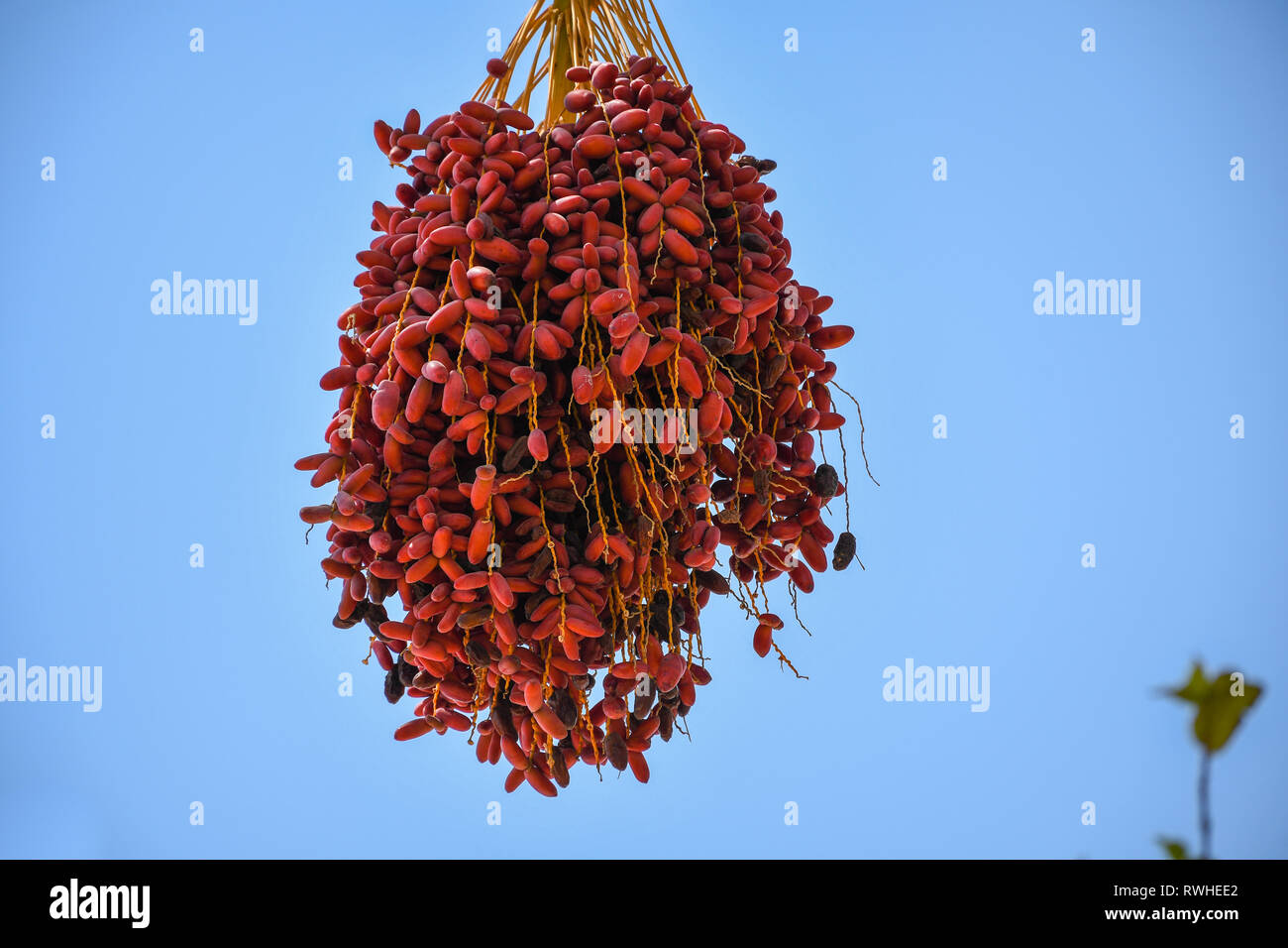 Ripe dates cluster hanging from a date palm tree on blue sky background ...