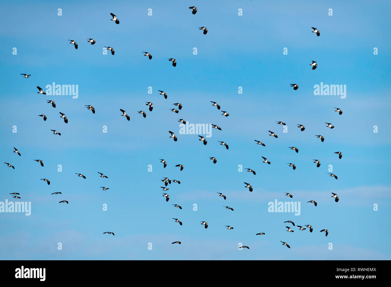Flying lapwings hi-res stock photography and images - Alamy