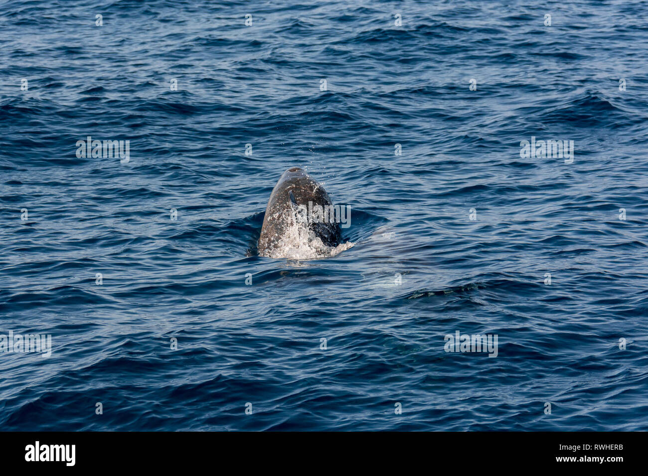 Pair of dolphins swimming and diving - rear view Stock Photo - Alamy