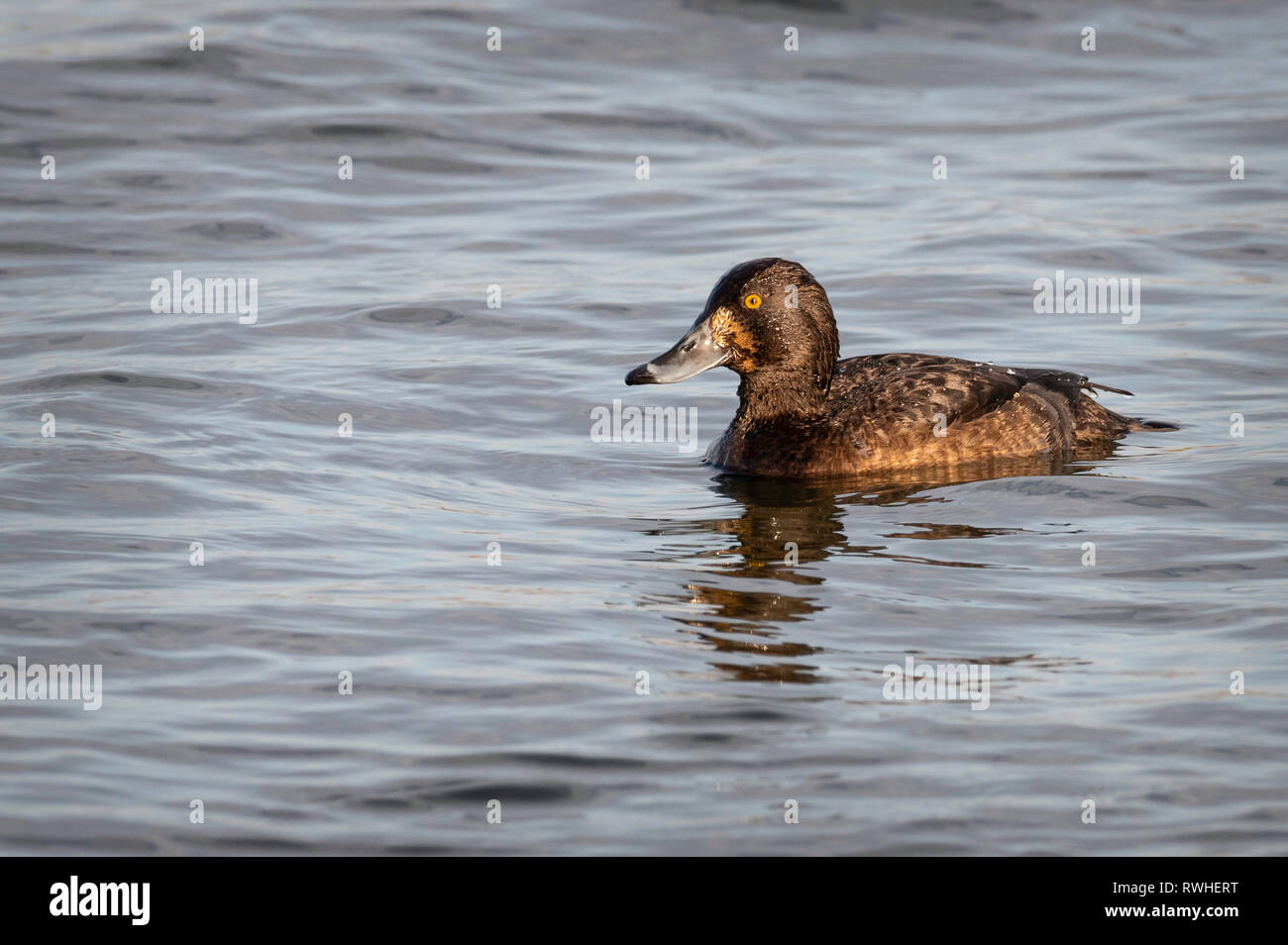 Female tufted duck hi-res stock photography and images - Alamy