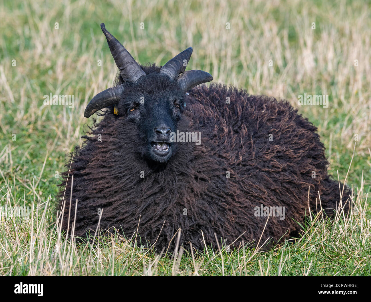 Sheep horn hi-res stock photography and images - Alamy