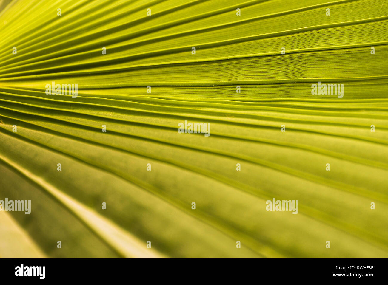 Green exotic palm tree leave stripe surface pattern and texture Stock ...