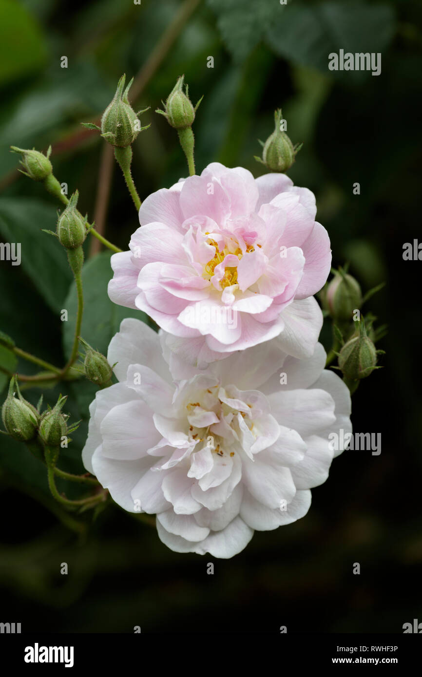 Two pink rose buds close hi-res stock photography and images - Alamy