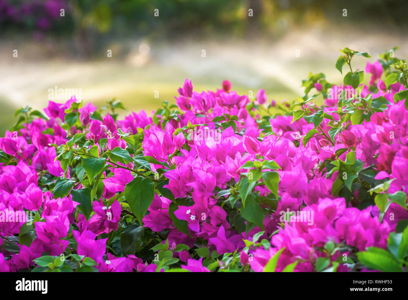 Beautiful pink flower blossom with irrigating and water sprinkling ...