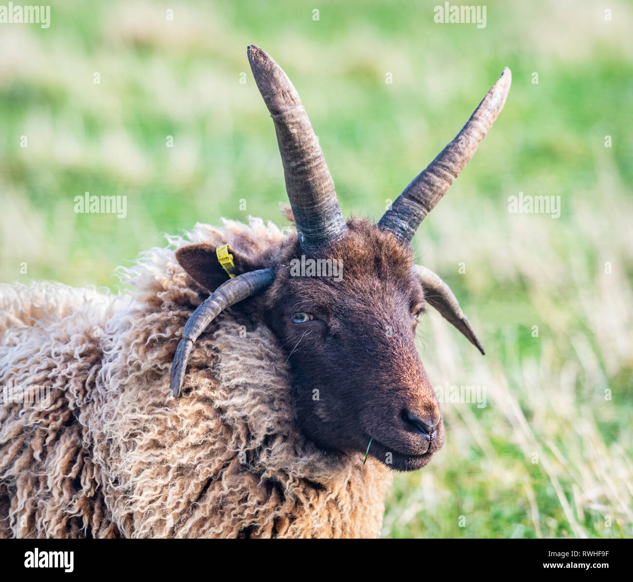 Manx loaghtan sheep ovis aries hi-res stock photography and images - Alamy