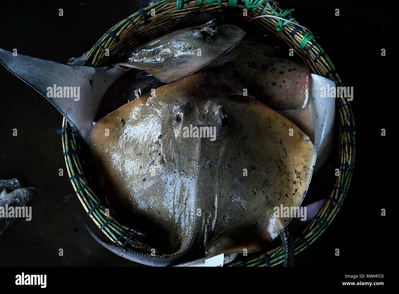 Dead stingray fish hi-res stock photography and images - Alamy