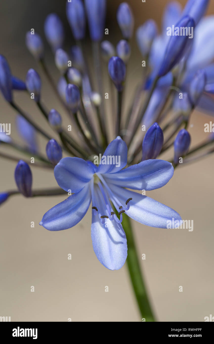 Lily of the nile hi-res stock photography and images - Alamy