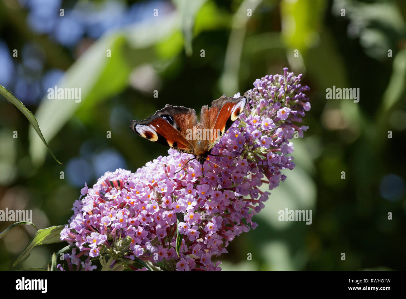 Peacock (aglais io) butterfly on buddleia Stock Photo - Alamy