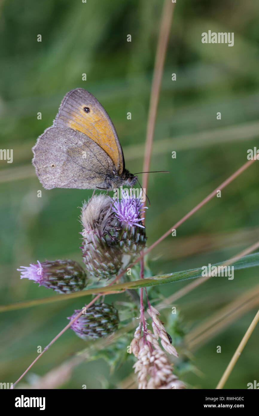 Gatekeeper butterfly (Pyronia tithonus) on thistle Stock Photo - Alamy