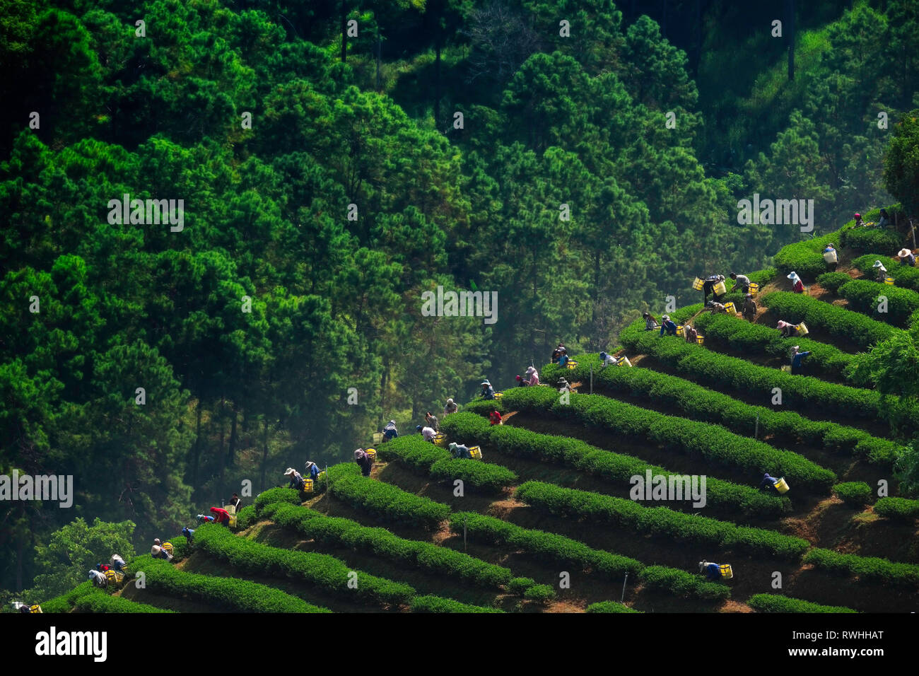 Chiang rai tea hi-res stock photography and images - Alamy