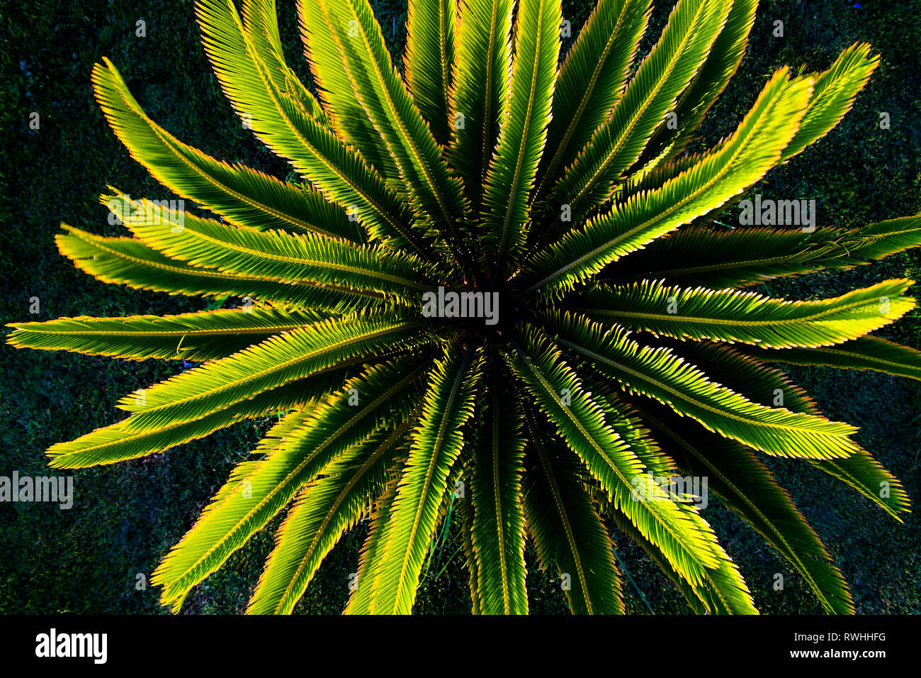 Top view of small sago palm tree plant with green leaves and spikes ...