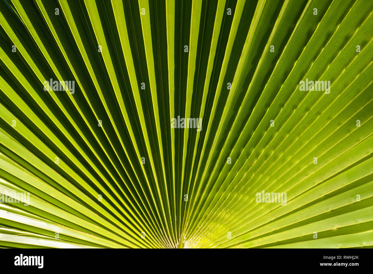 Beautiful green palm tree leave texture close up details pattern with ...