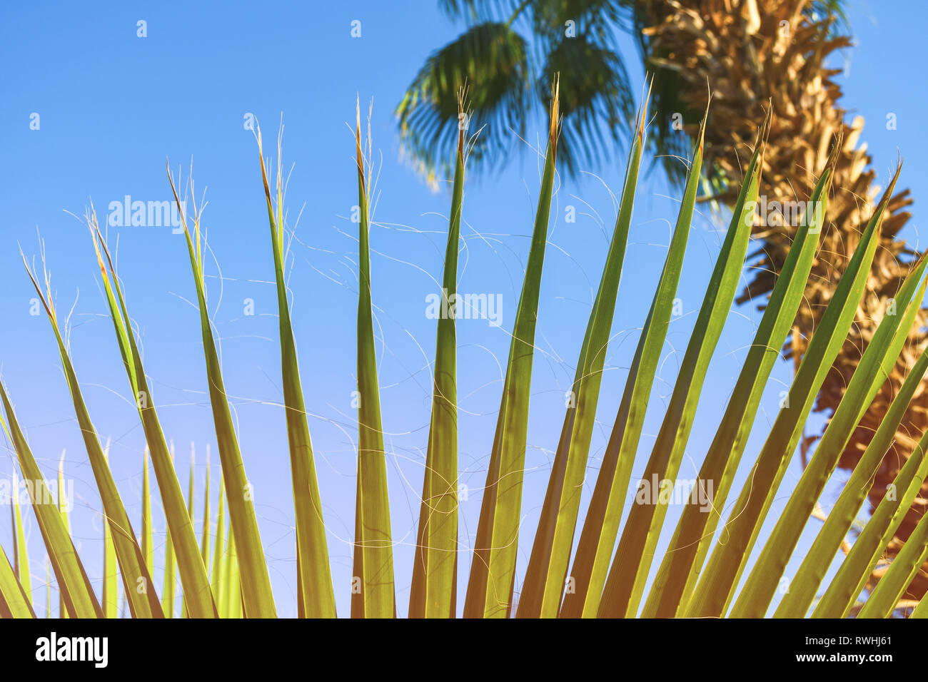 Beautiful green palm tree leave texture close up details pattern with ...