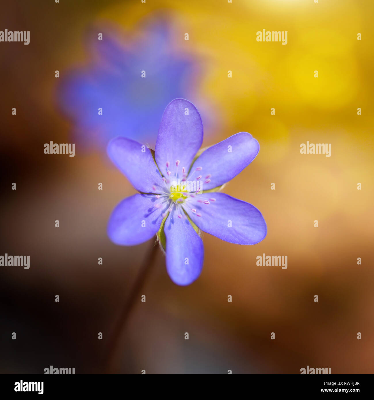 Liver leaf flower hi-res stock photography and images - Alamy