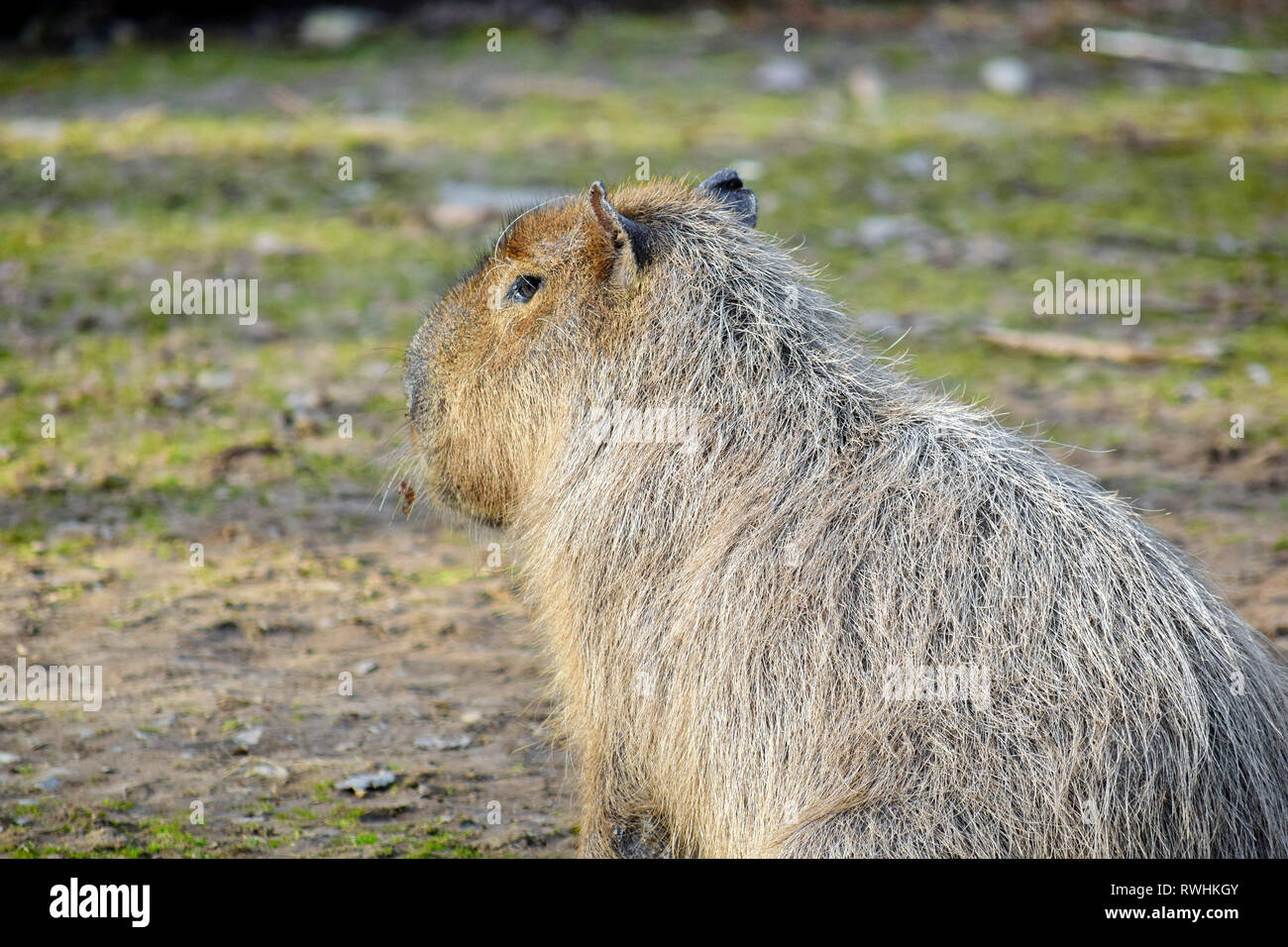 Photo capybara hi-res stock photography and images - Alamy