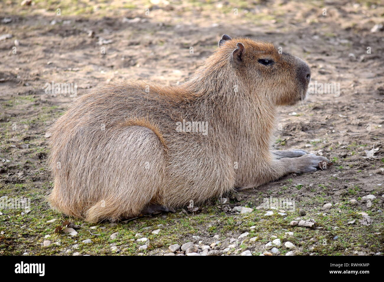Photo capybara hi-res stock photography and images - Alamy