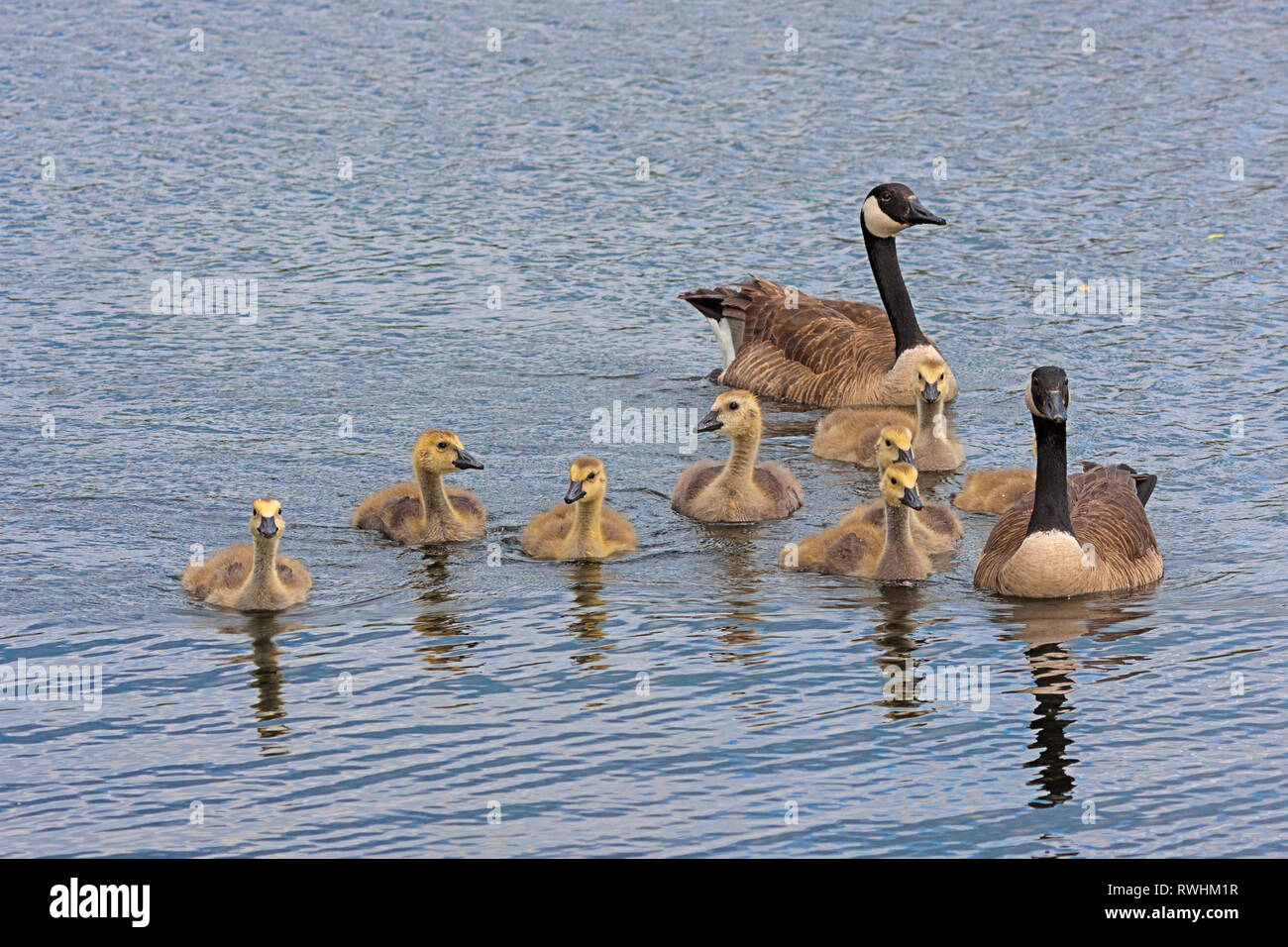 Adult geese hi-res stock photography and images - Alamy