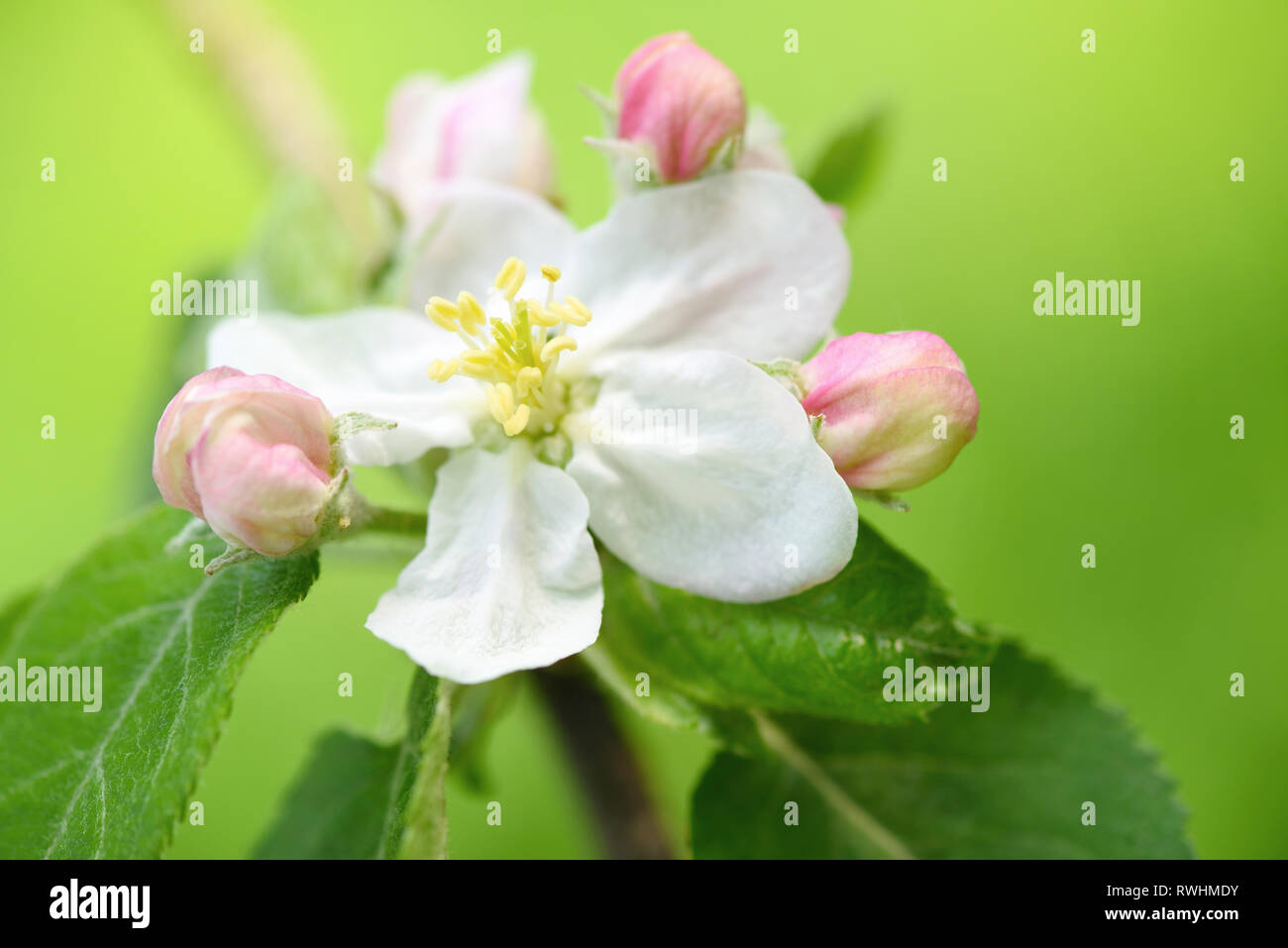 Apple flowers over natural green background Stock Photo - Alamy
