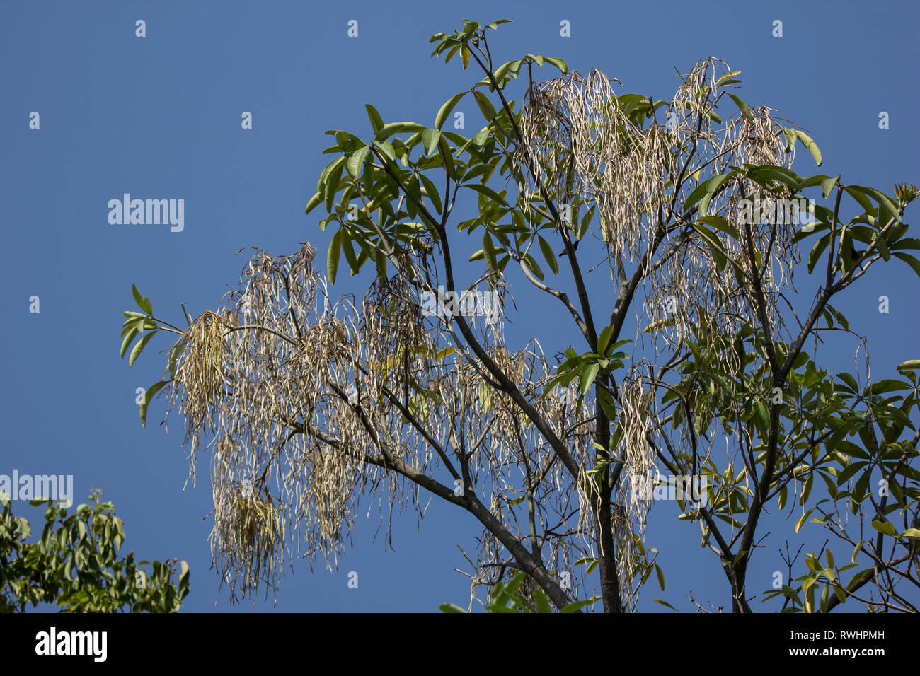 Brown Pods of Blackboard Tree or Devil Tree Stock Photo - Alamy